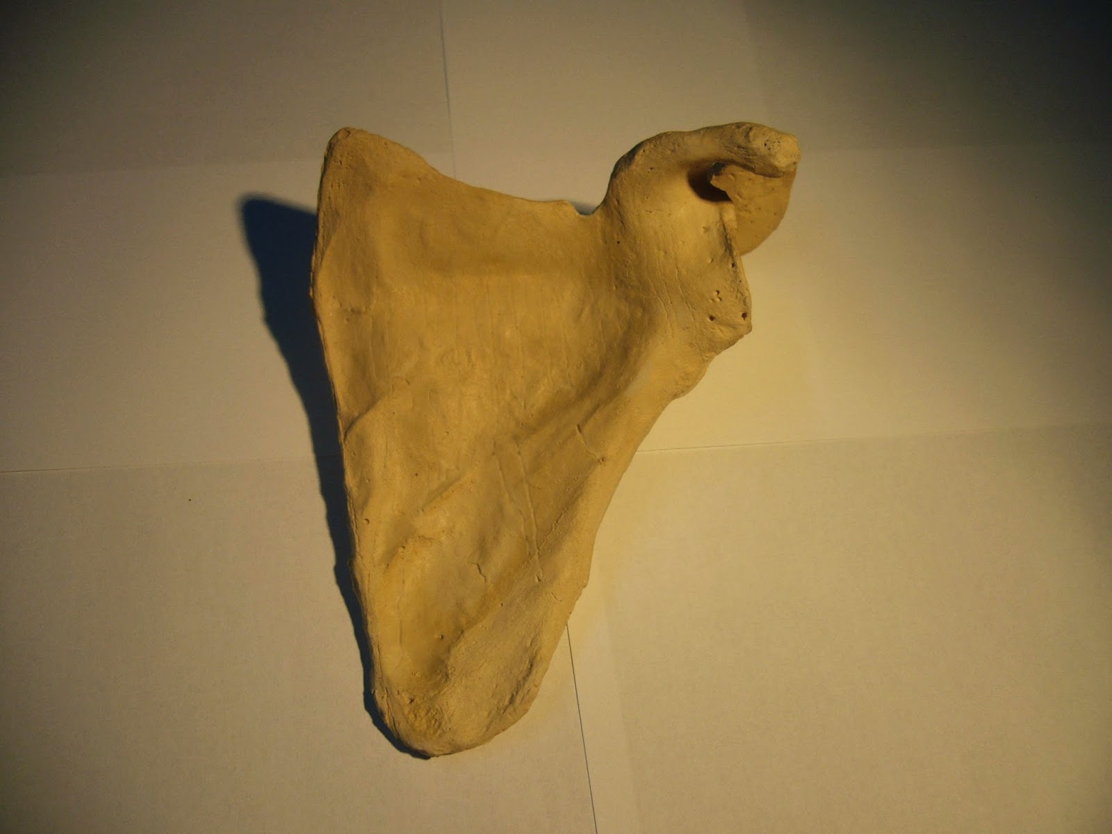 oase gips: Omoplat ( scapula )