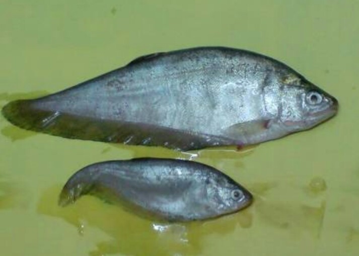 MUSLIM HOMEPAGE: Ikan Putak (Notopterus sp)