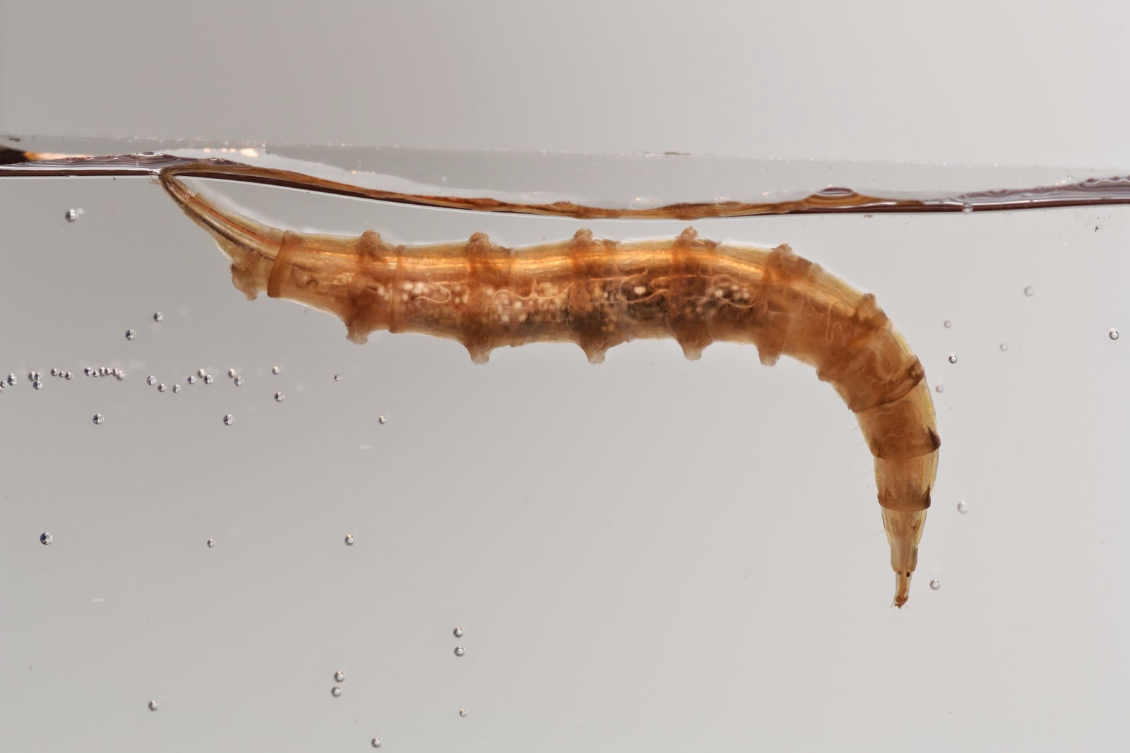 Salt marsh entomologist blog