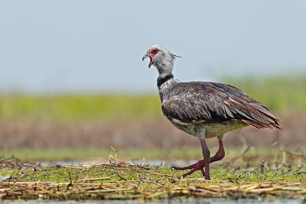 mis fotos de aves: Chauna torquata Chajá Southern Screamer