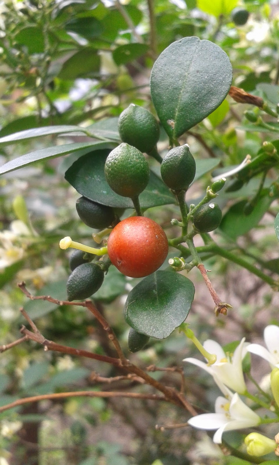 Mengenal Tanaman Jeruk Kingkit | Juragan Tanaman