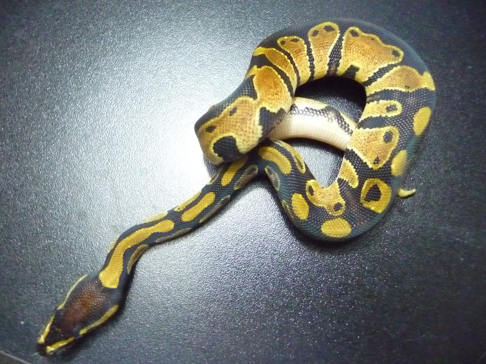 Constrictor Chile cria y venta de serpientes pitones bolas Santiago ...