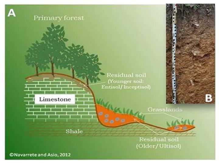 Soil and Environment: The geoecology of the limestone and shale areas ...