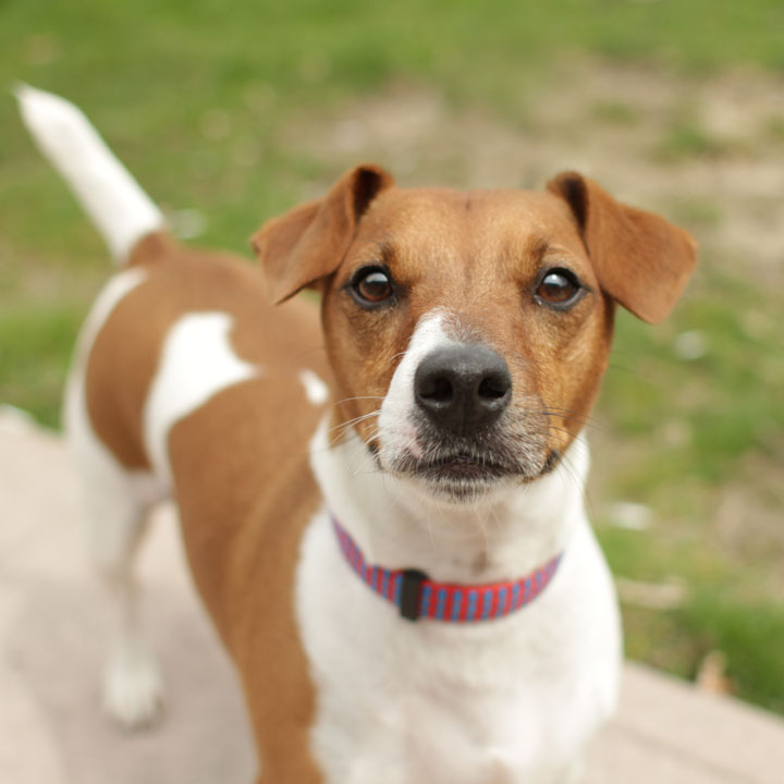Frazer - Jack Russell Terrier