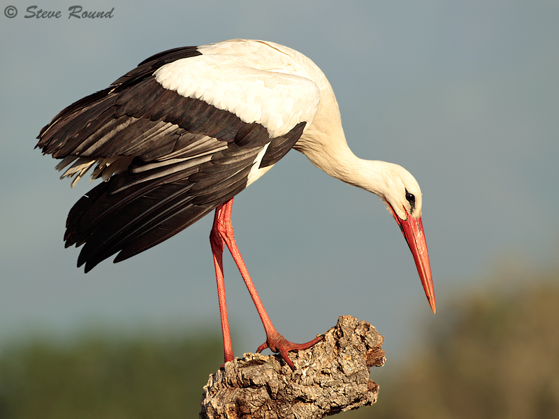 Steve Round Wildlife Photography: White Storks From Spain