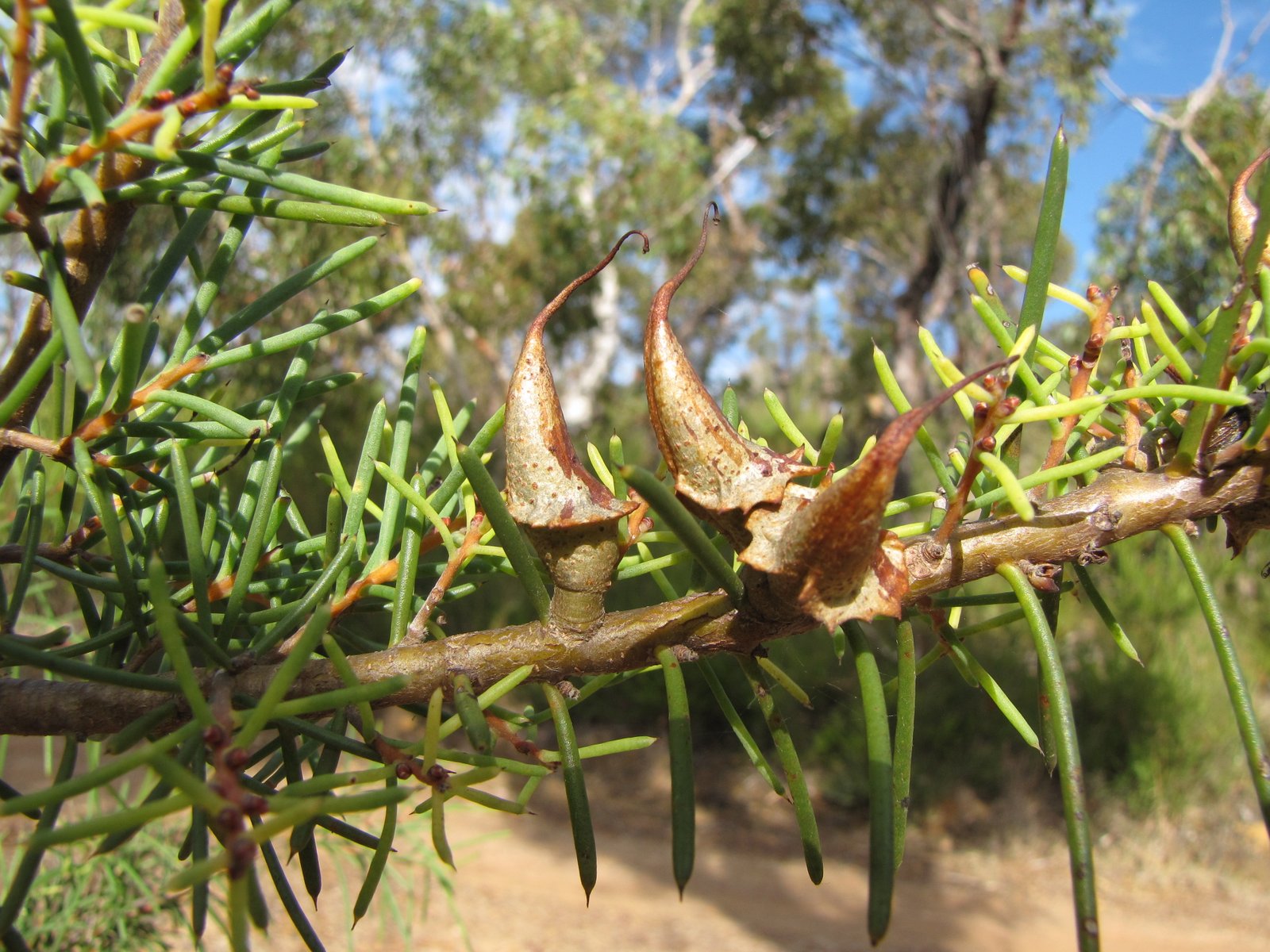 Sydney's Wildflowers and Native Plants: Hakea teretifolia - Dagger ...