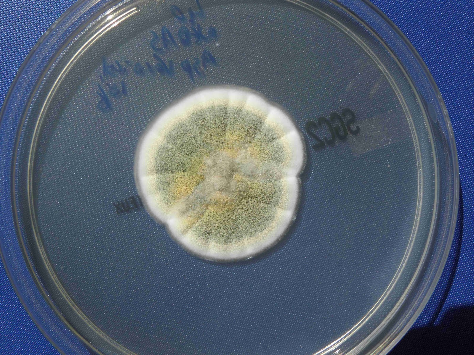 ATLAS MICOLOGIA: ASPERGILLUS VERSICOLOR