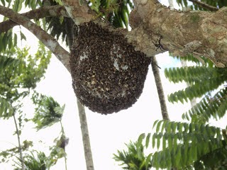 LEBAH MADU ACEH: Lebah Madu Apis Cerana