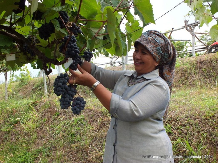 Jenis-jenis Anggur, Hama Anggur dan penyakitnya - TUGAS ANAK SEKOLAH ...