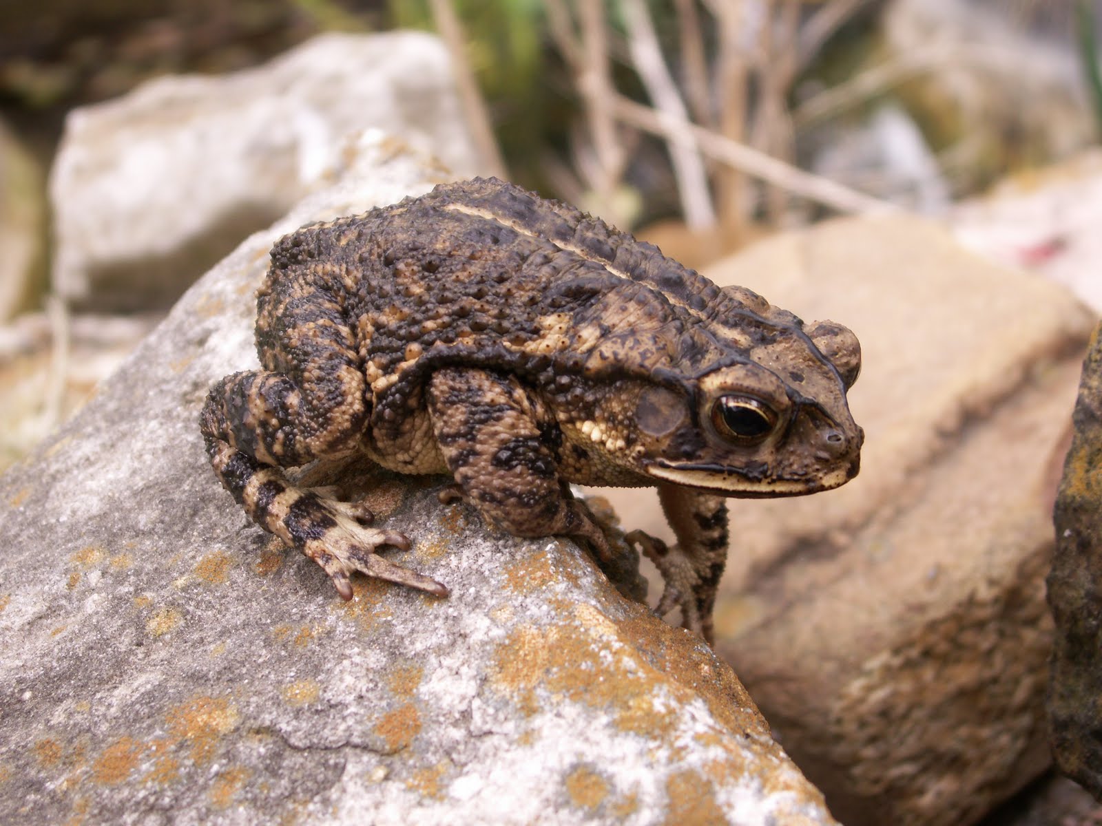 The Stitching Frog: Happy Toad