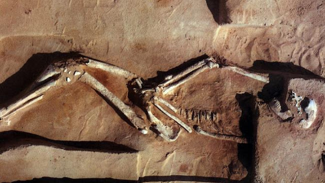 Bones of contention: Australia returns ancient Aboriginal remains for ...