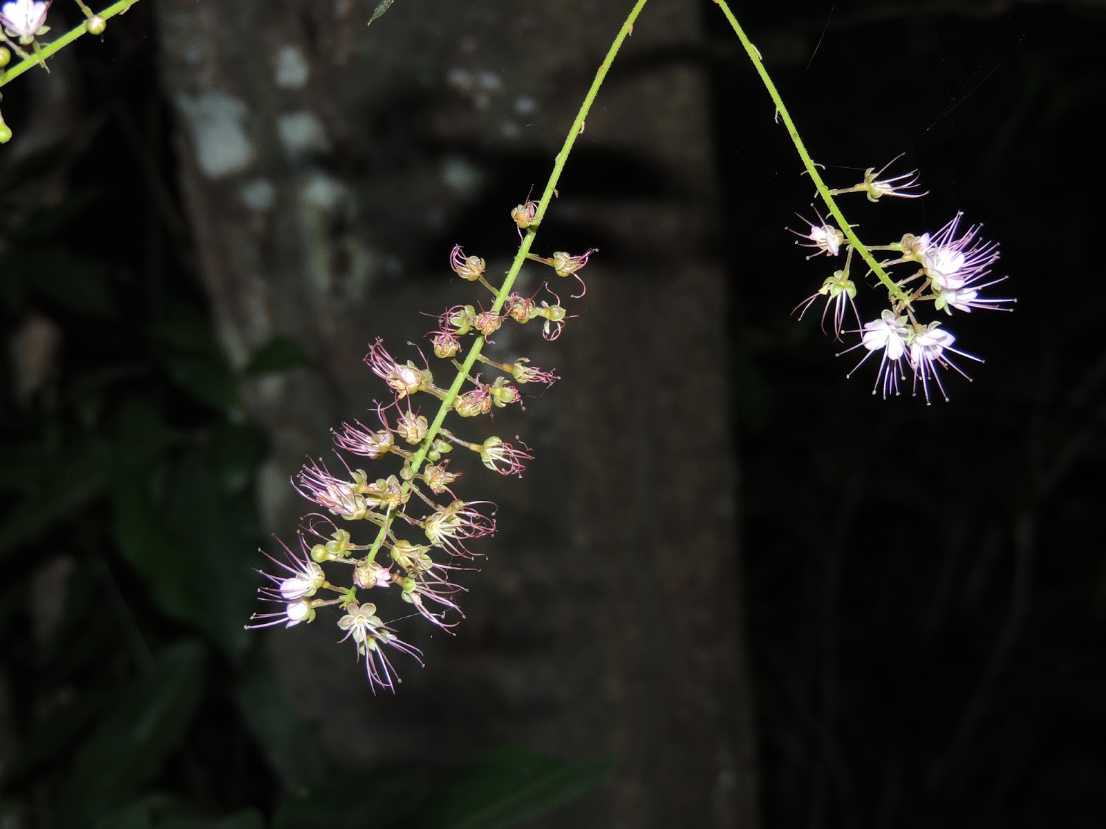 Flora campus I: Chrysobalanaceae - Hirtella racemosa Lam.