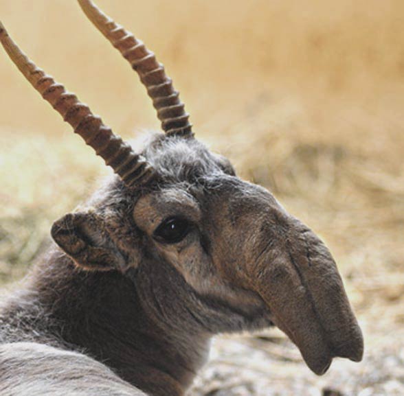 Mitoslavia: Antylopy