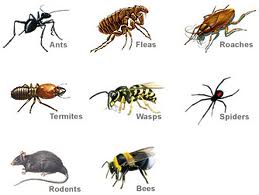Bug Control Services: Get Rid Of Earwigs and Scorpions with Pest ...