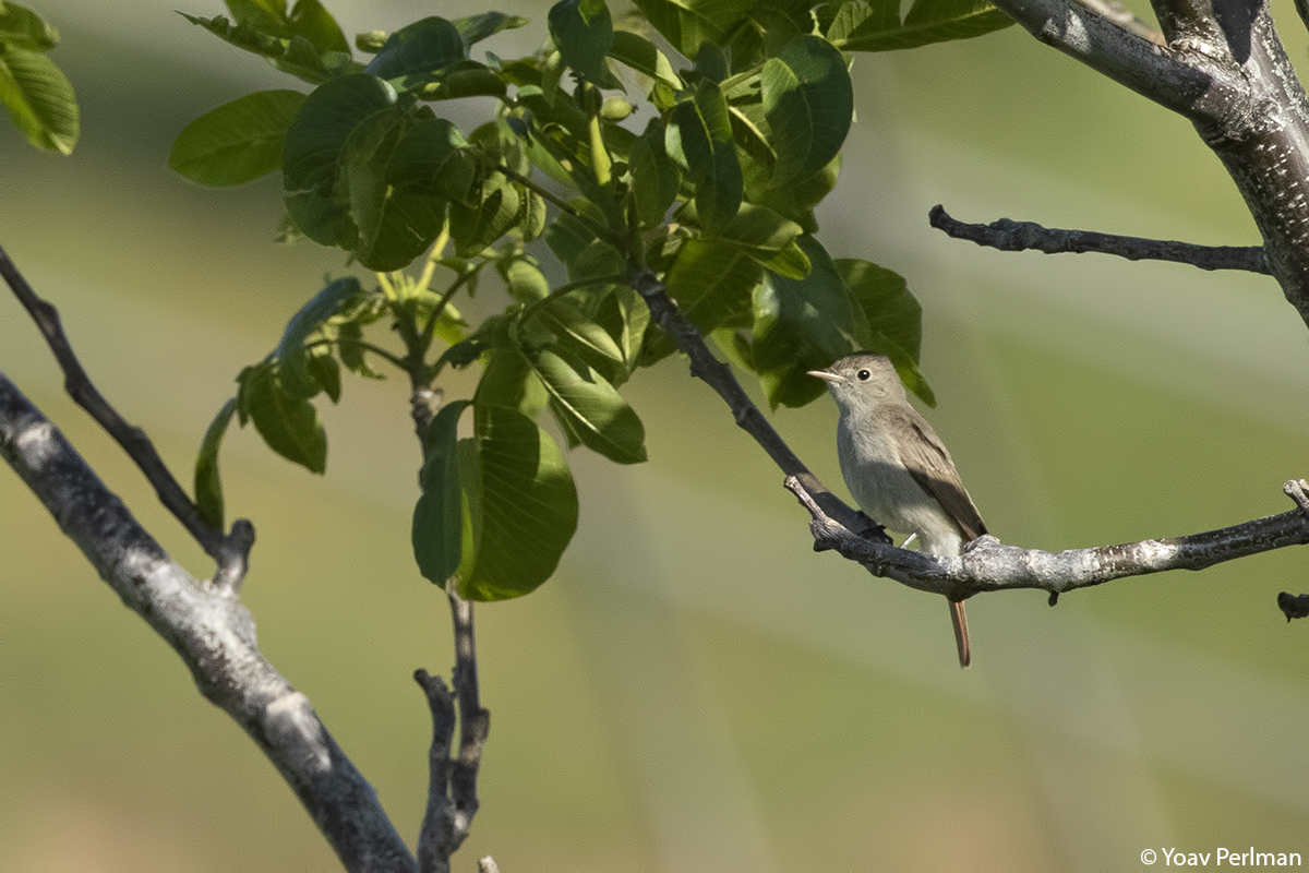 Rusty-tailed Flycatcher near Samarkand | Focusing on Wildlife