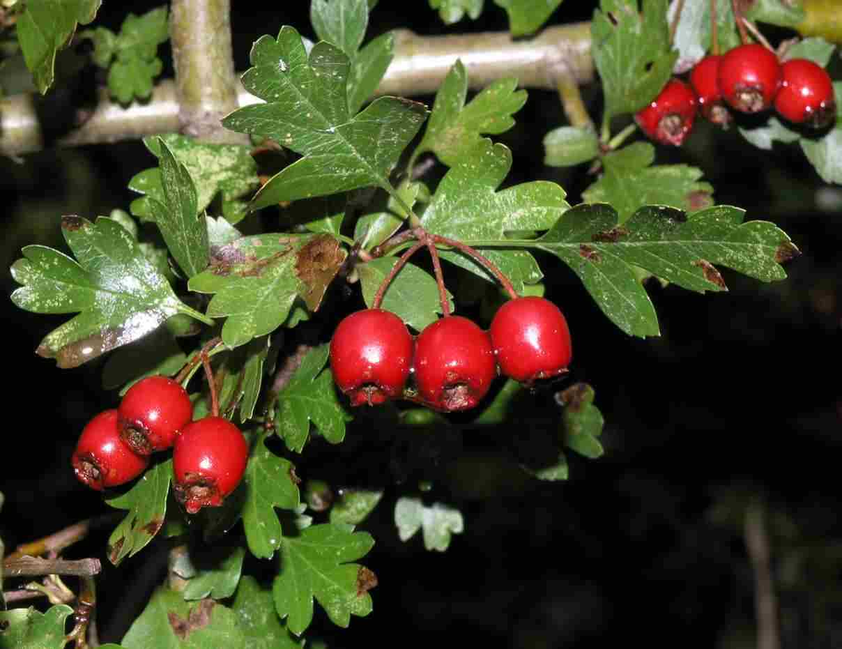 Trees Planet: Crataegus monogyna – Oneseed Hawthorn – May