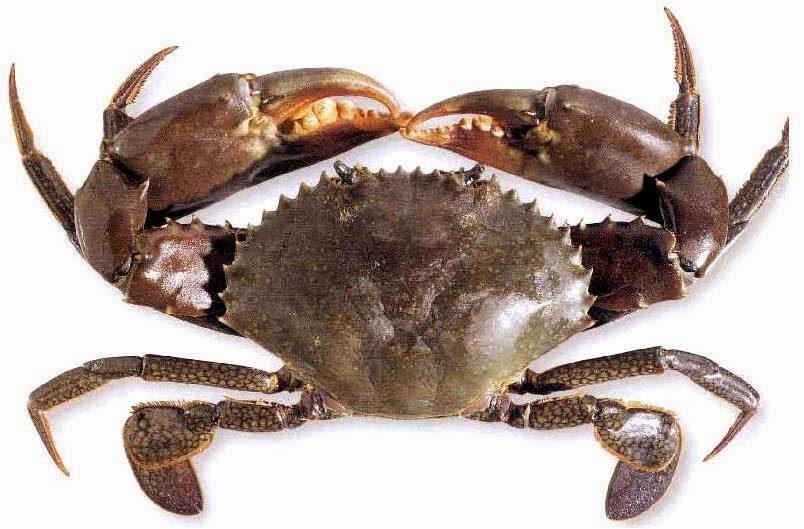 Kepiting Sebagai Keystone Species (Spesies Kunci) di Alam - Lalaukan