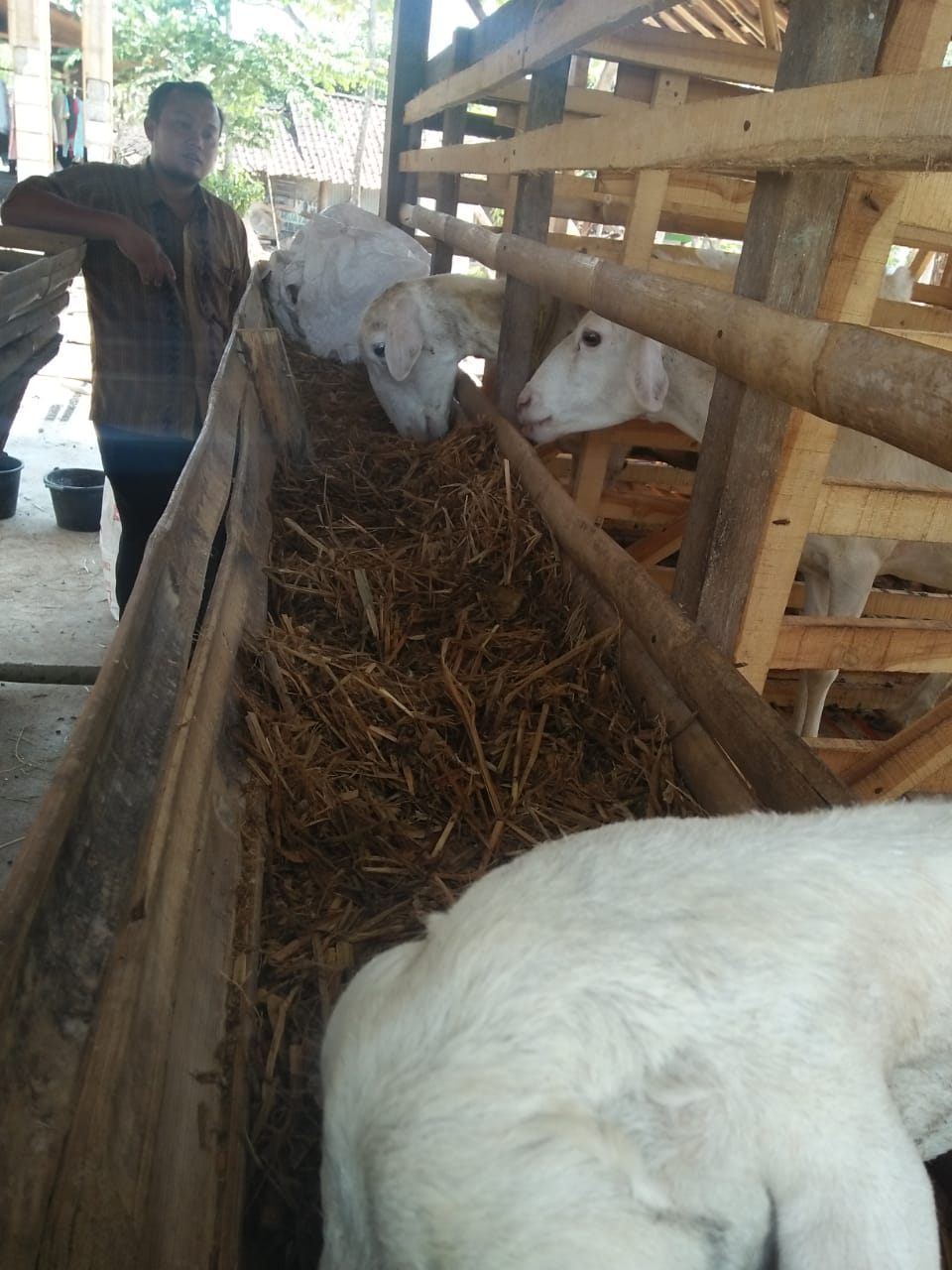 Belajar Wirausaha Melalui Ternak Domba - biotek multi karya