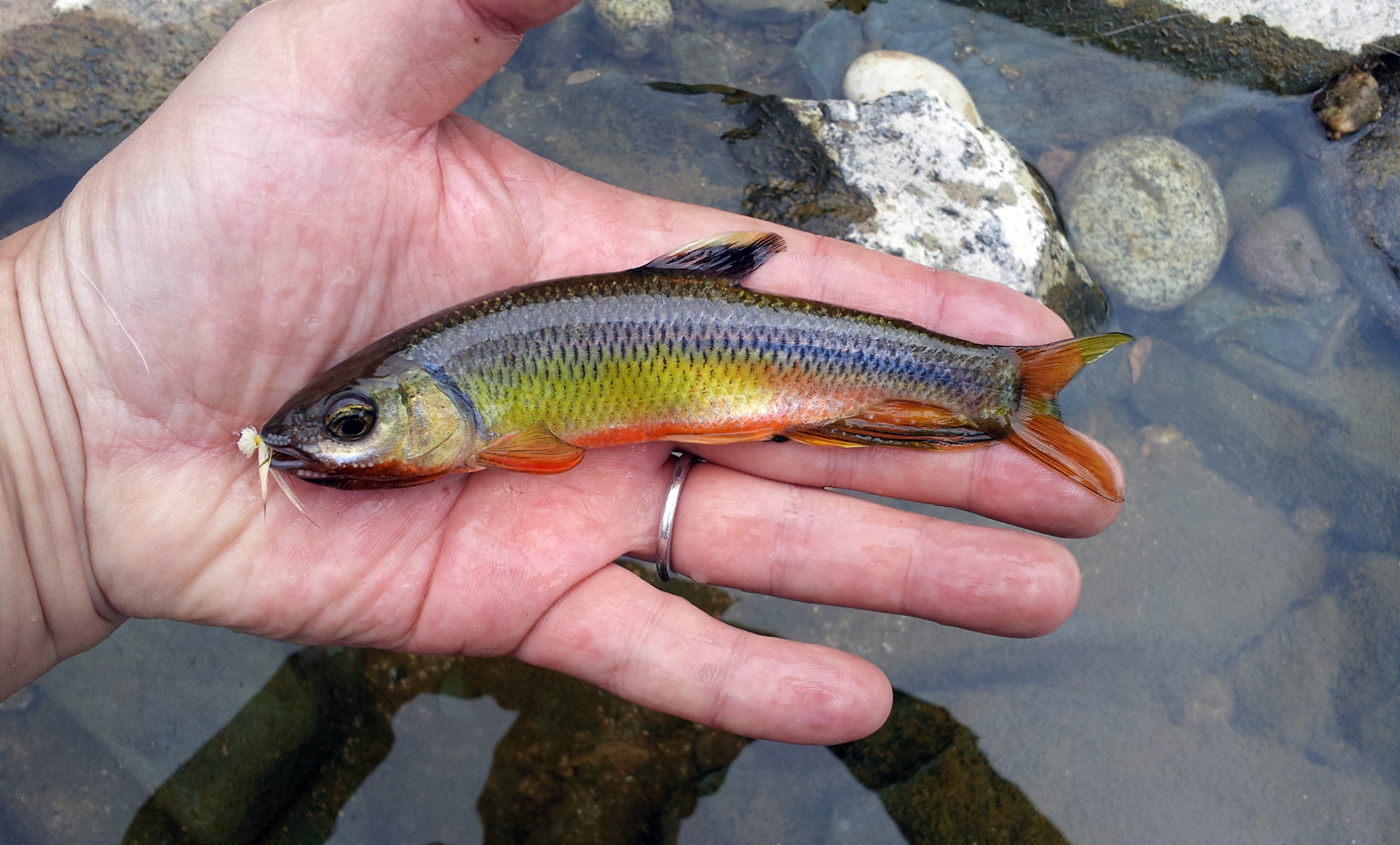 four seasons angling club: Dragon Valley creek chubs