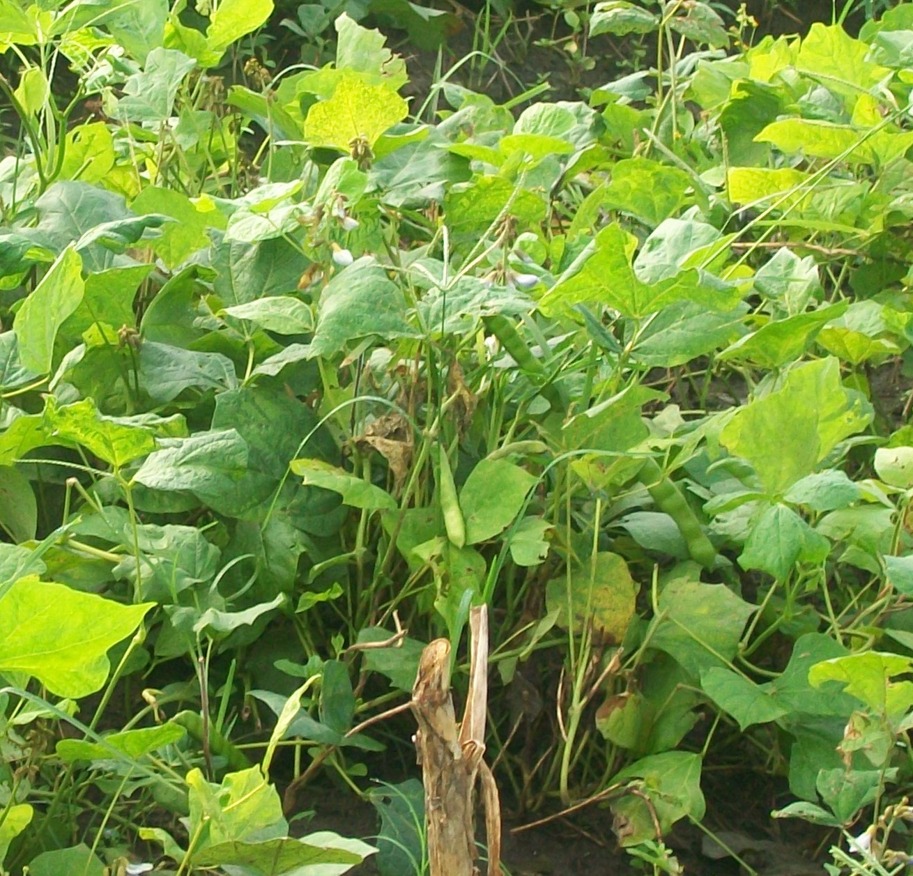 CARA MEMBUAT / MEMILIH BIBIT BENGKUANG | Pertanian