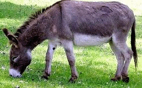 EL BLOG DE MI MAYE: -----------BURRO---------