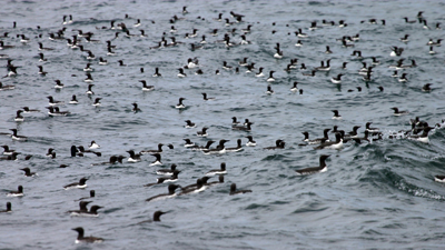 San Francisco Photo Blog - Cool Views from SF Bay Digital Images ...