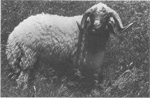 Awassi Sheep - Awassi Fat Tail Sheep Breeder: Awassi Sheep History