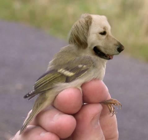 Animals I Admire: Strange half-breed