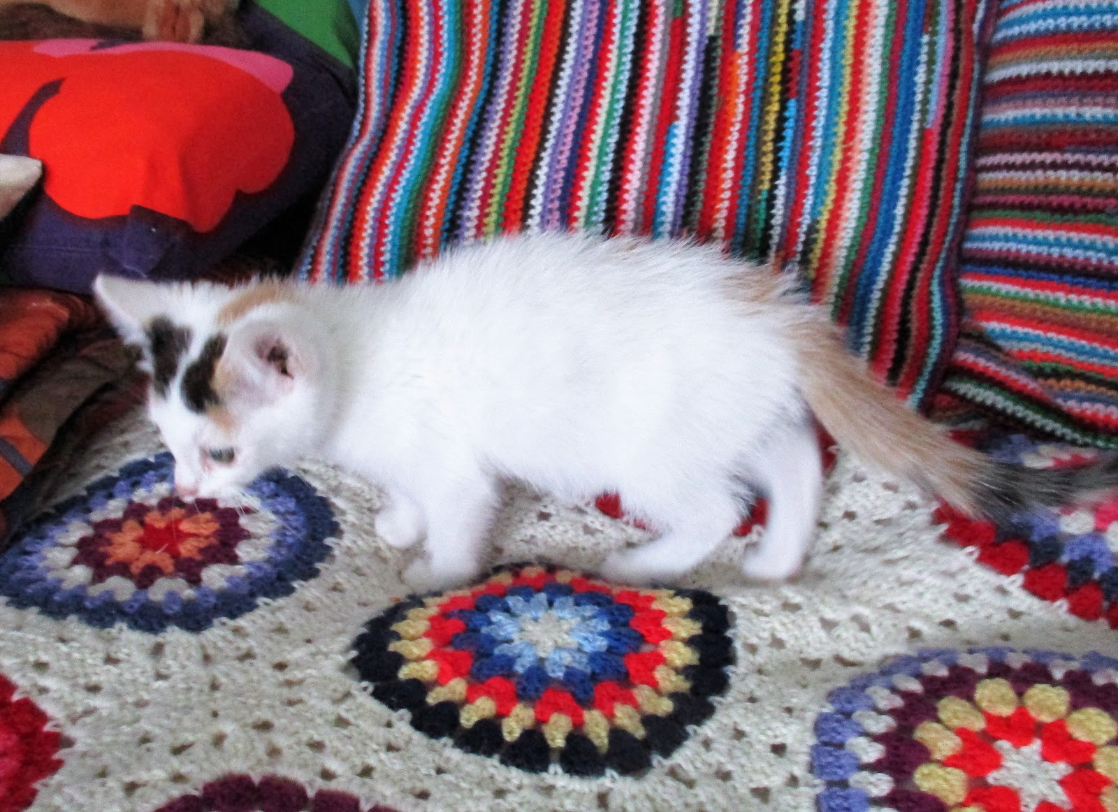 Suden silmukat: Ahududu Abudabo Aladobi