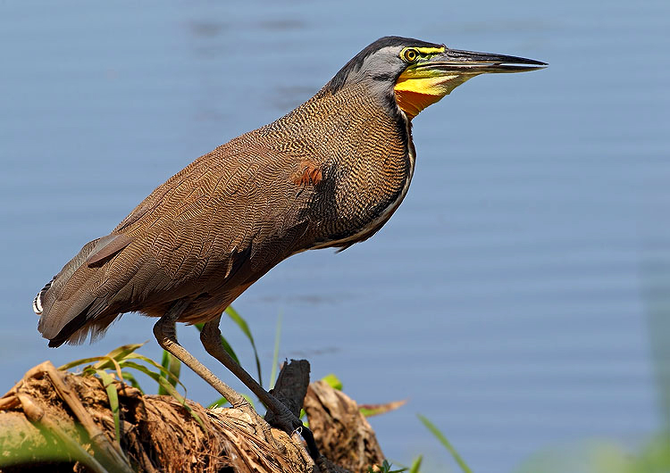 Bellas Aves de El Salvador: Tigrisoma mexicanum (garza tigre)