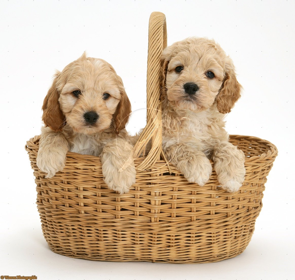 .: Wildlife Wednesday: The Cockerpoo