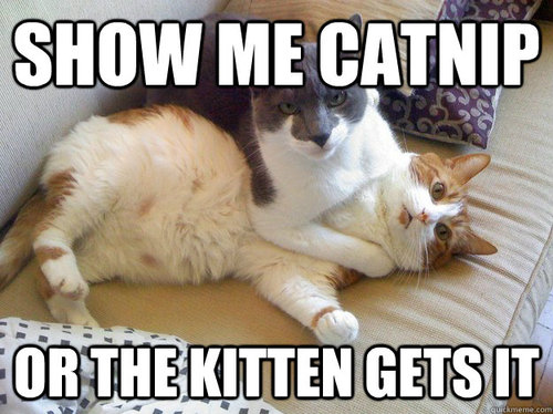 Show me catnip! | Funny Cat Pictures