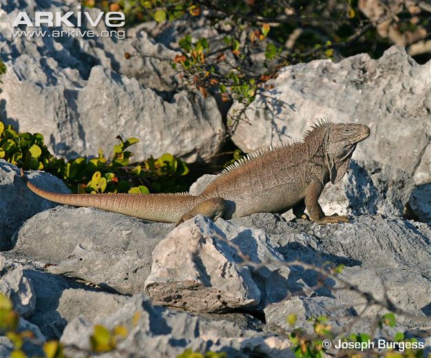 Jenis - jenis / Macam - macam Iguana (Iguanidae)