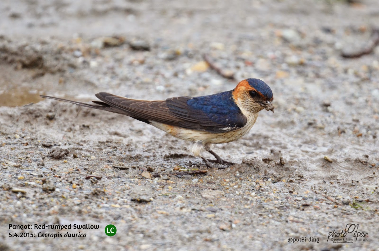 Red-rumped Swallow : Cecropis daurica | Photo Span