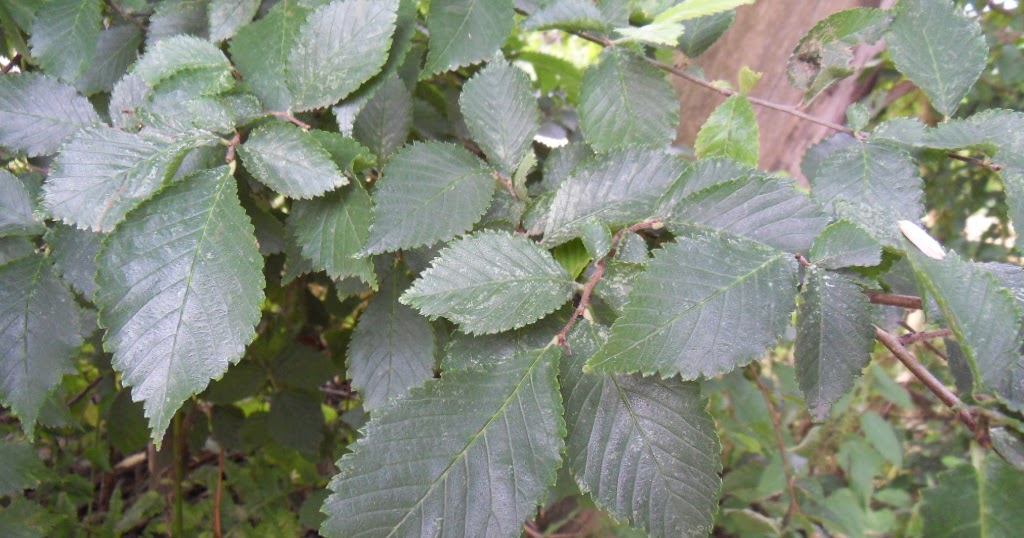 Elm Or Beech Tree Identification | Magic Nature