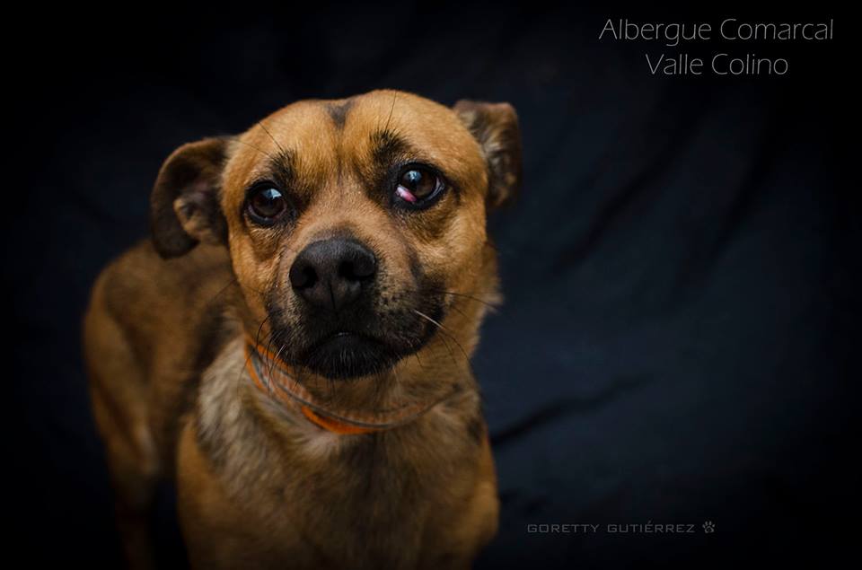 Valle Colino: Perros pequeños - CHAPI ¡¡ ADOPTADO