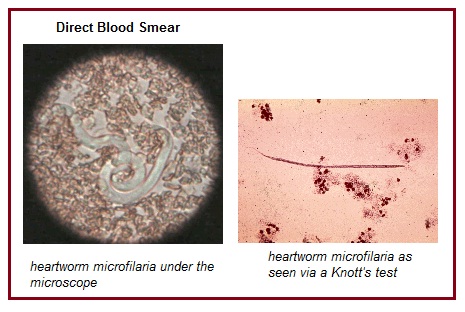 Gypsy D.V.M. : April 2018