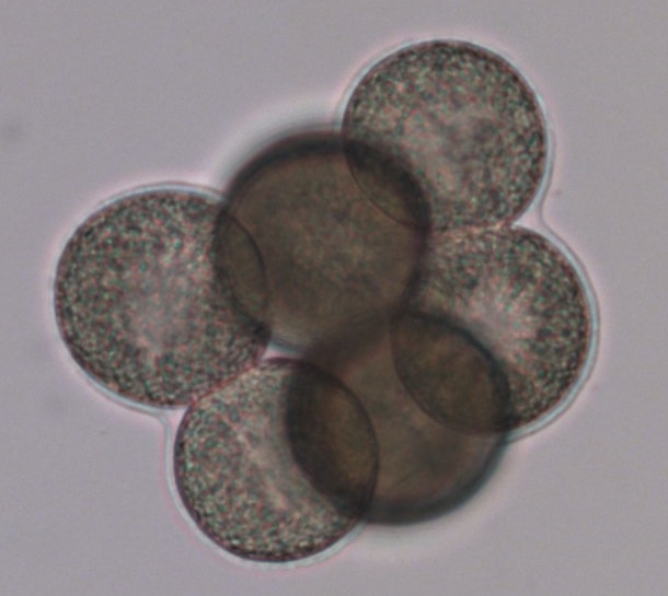 Invertebrate Embryology: Early development and spermatophore of the ...