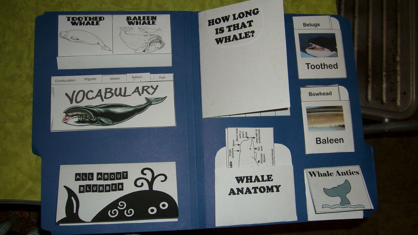 Brigitta's Homeschool Project: A whale of a time with Mrs. DeeAnn!