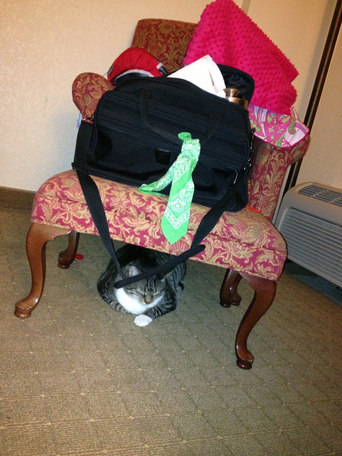 Polka-Dotty Place: Road Tripping with CATS