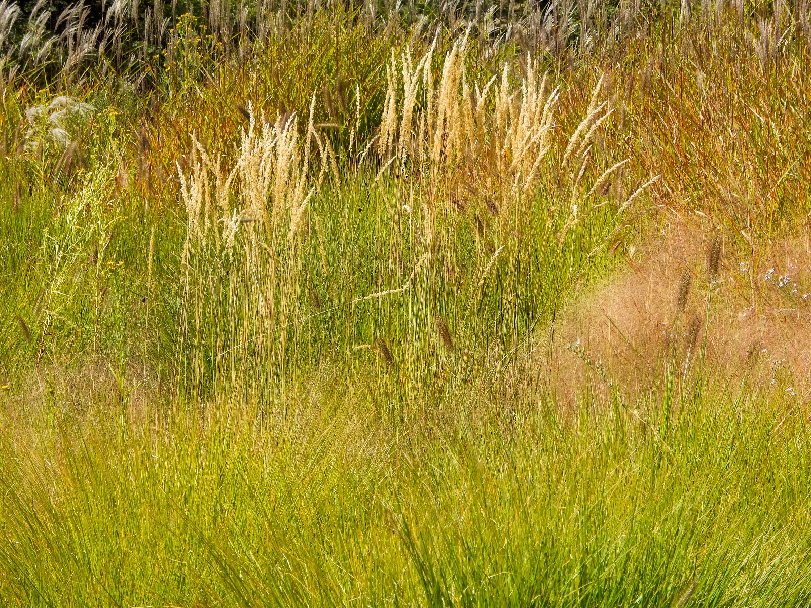 Walking Arizona: As the Grass