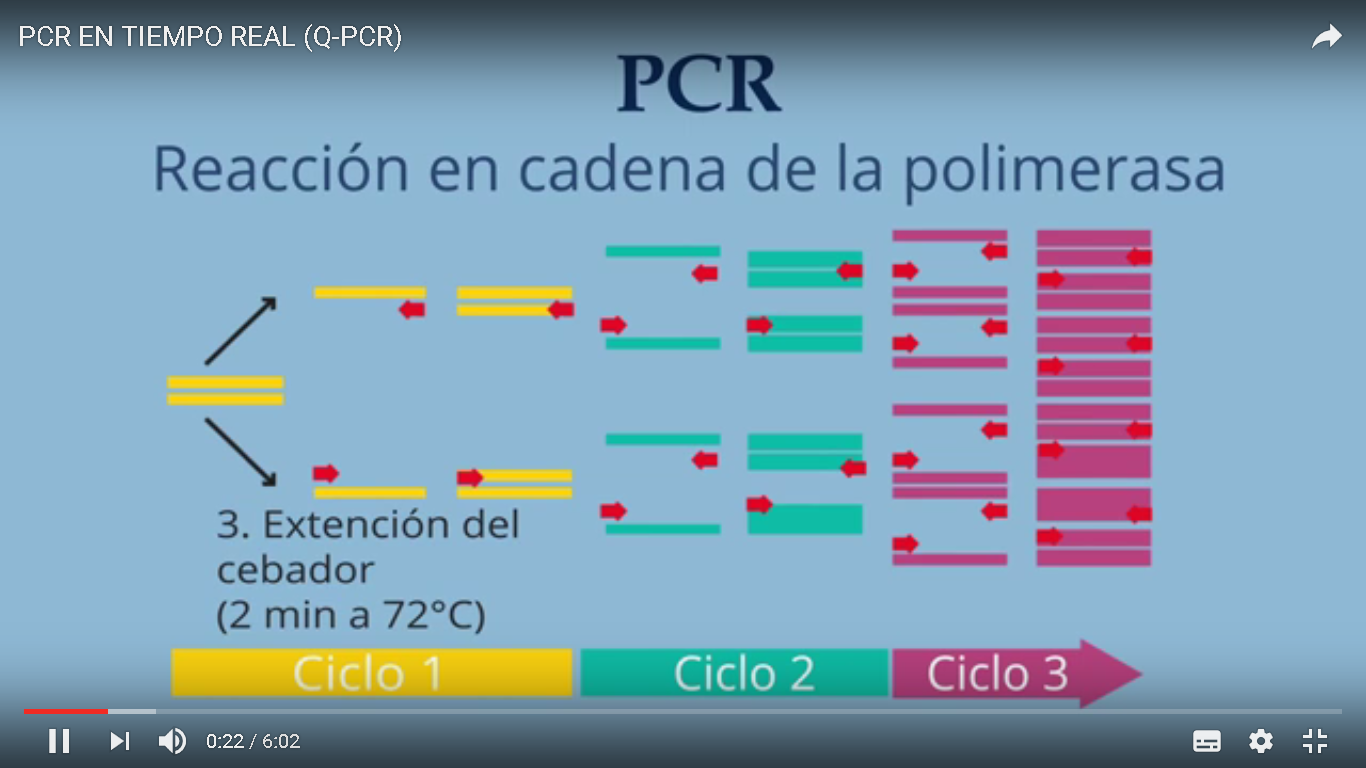 Biología Molecular: Análisis de PCR