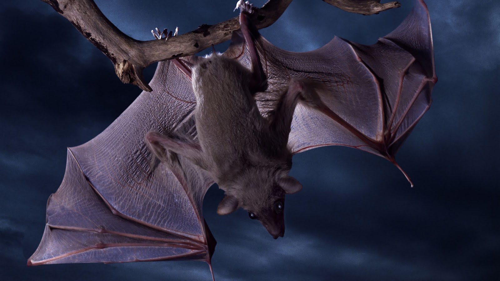 Imagehub: Bat images HD Free Download