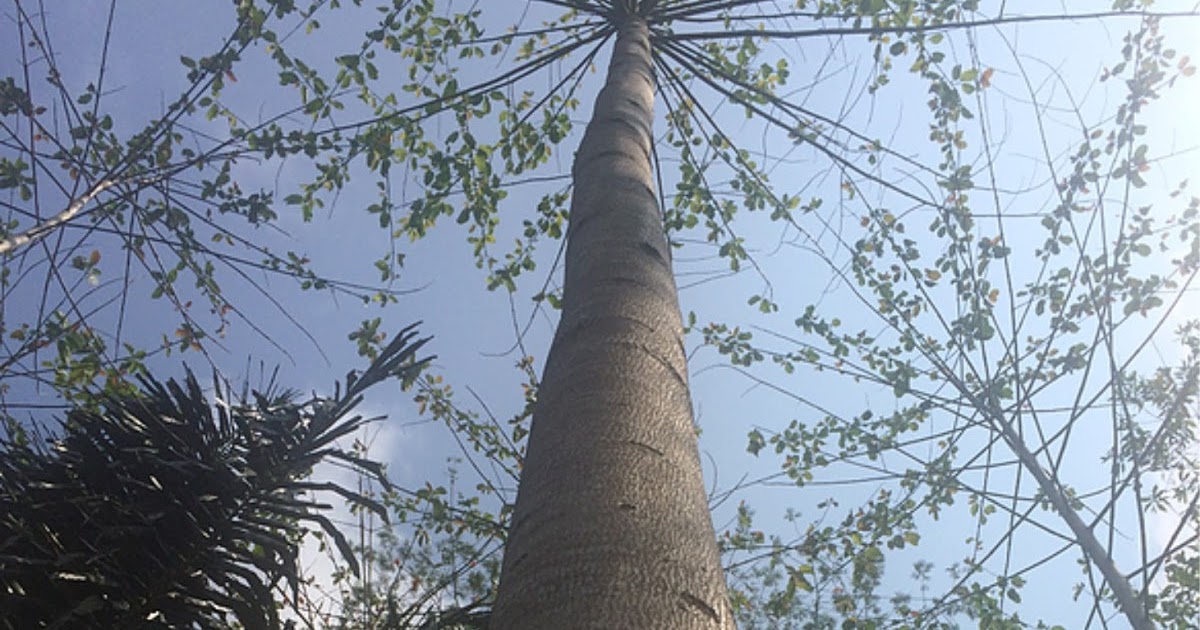 Jabon Tree | greenigist