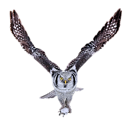 mijn png en gif: uilen