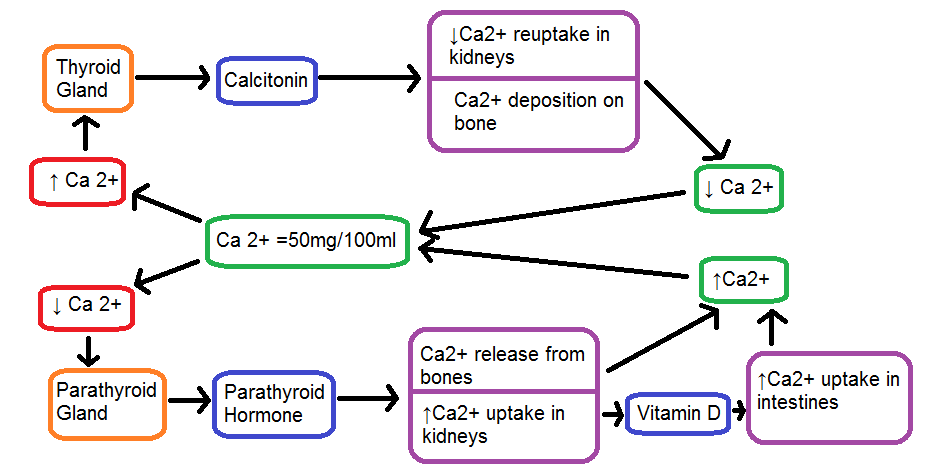 Biochemistry Class notes: November 2014