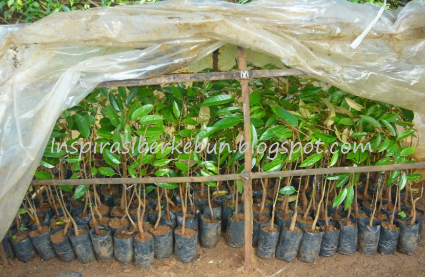 Cara Sambung Pucuk Pohon Durian - Inspirasi Berkebun