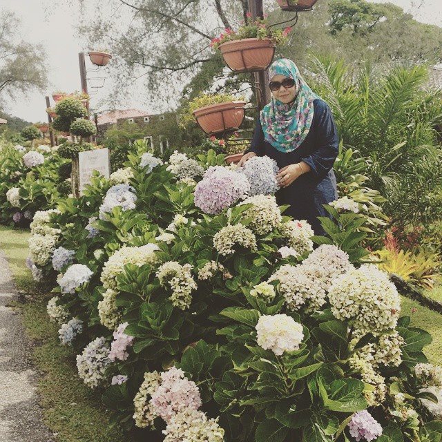 Hydrangea di Gunung Jerai