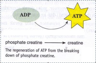 Energy for Muscle Contraction - New Science Biology