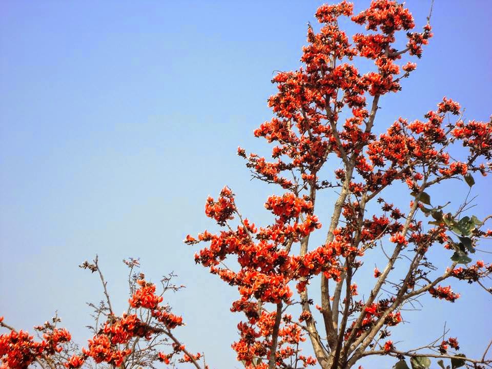 Blog of Sudhir Mishra, A Bolangir based Journalist: The Palash tree ...